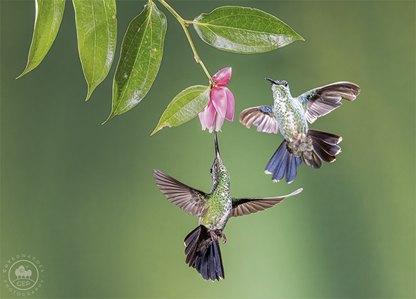 Viewfinder PS: Guy Edwardes: "Creative Landscape & Nature Photography ...